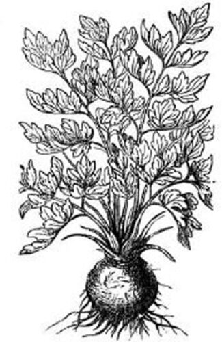 Heirloom Celery Varieties – Mother Earth News